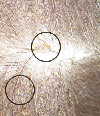 Briards du chateau Magic - Informationen über den Briard - über 25 ...